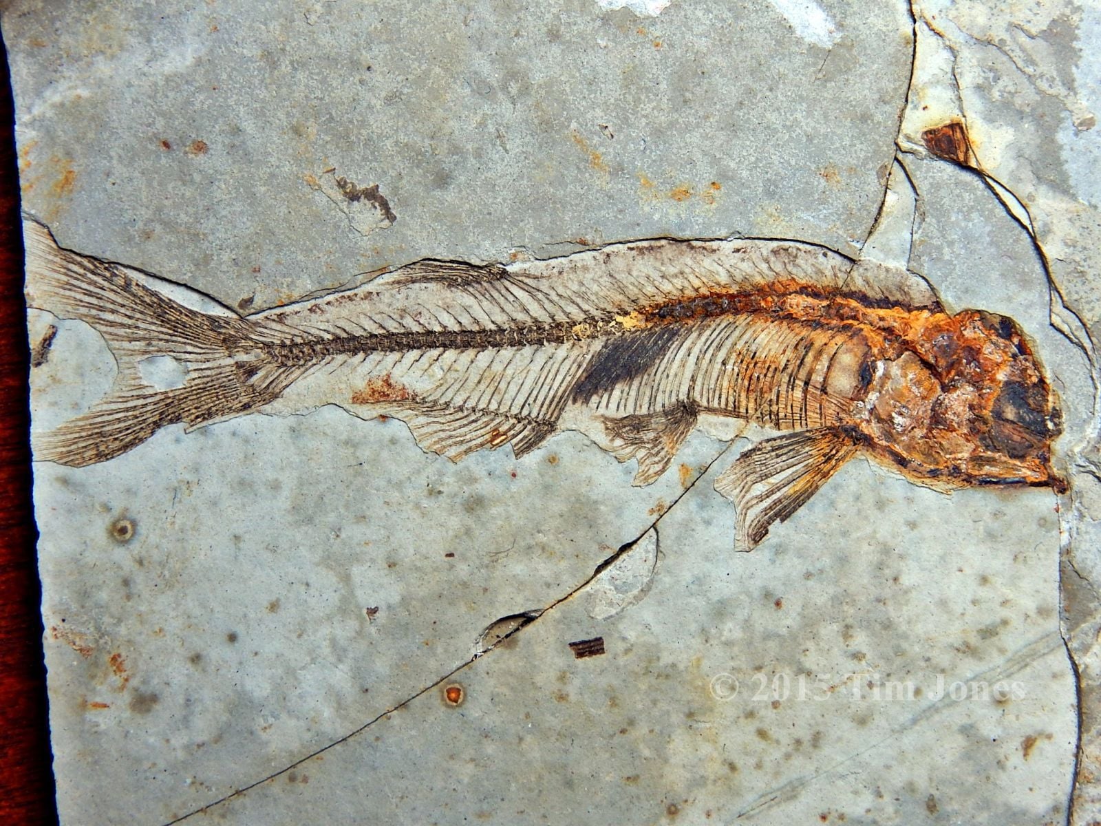Lycoptera davidi - Member Collections - The Fossil Forum