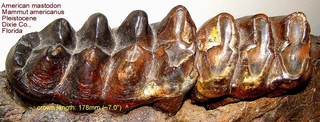American Mastodon - Member Collections - The Fossil Forum
