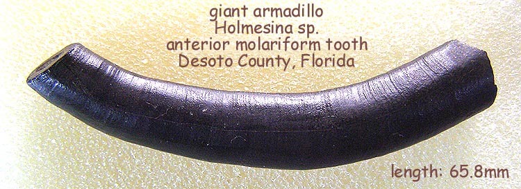 armadillo upper tooth - Member Collections - The Fossil Forum