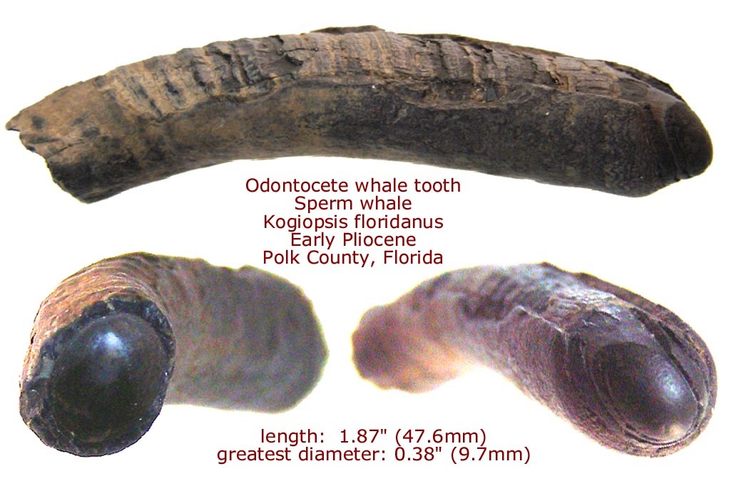 whale tooth - Member Collections - The Fossil Forum