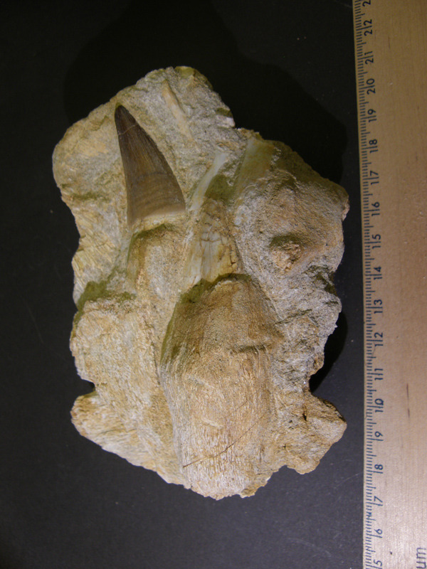 Prognathodon Fragments - Amphibians & Reptiles - The Fossil Forum