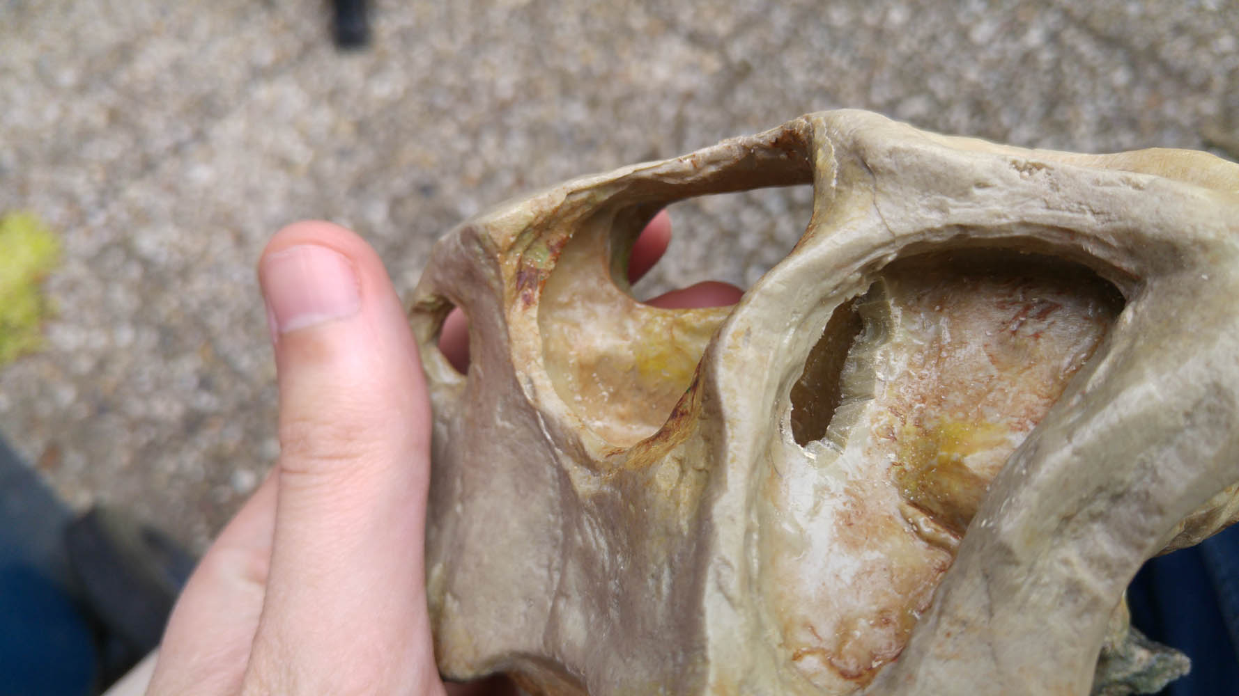 Mounting a Psittacosaurus Replica - Paleo Re-creations - The Fossil Forum