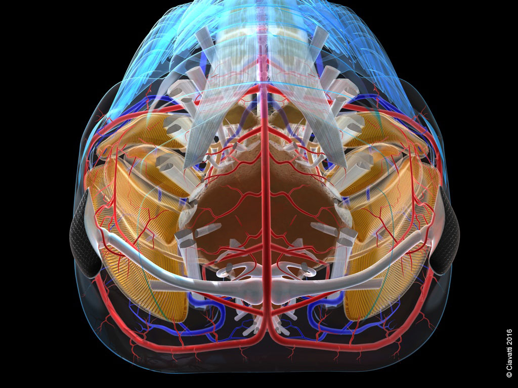 Trilobite : a 3D reconstruction - Page 2 - Paleo Re-creations - The ...