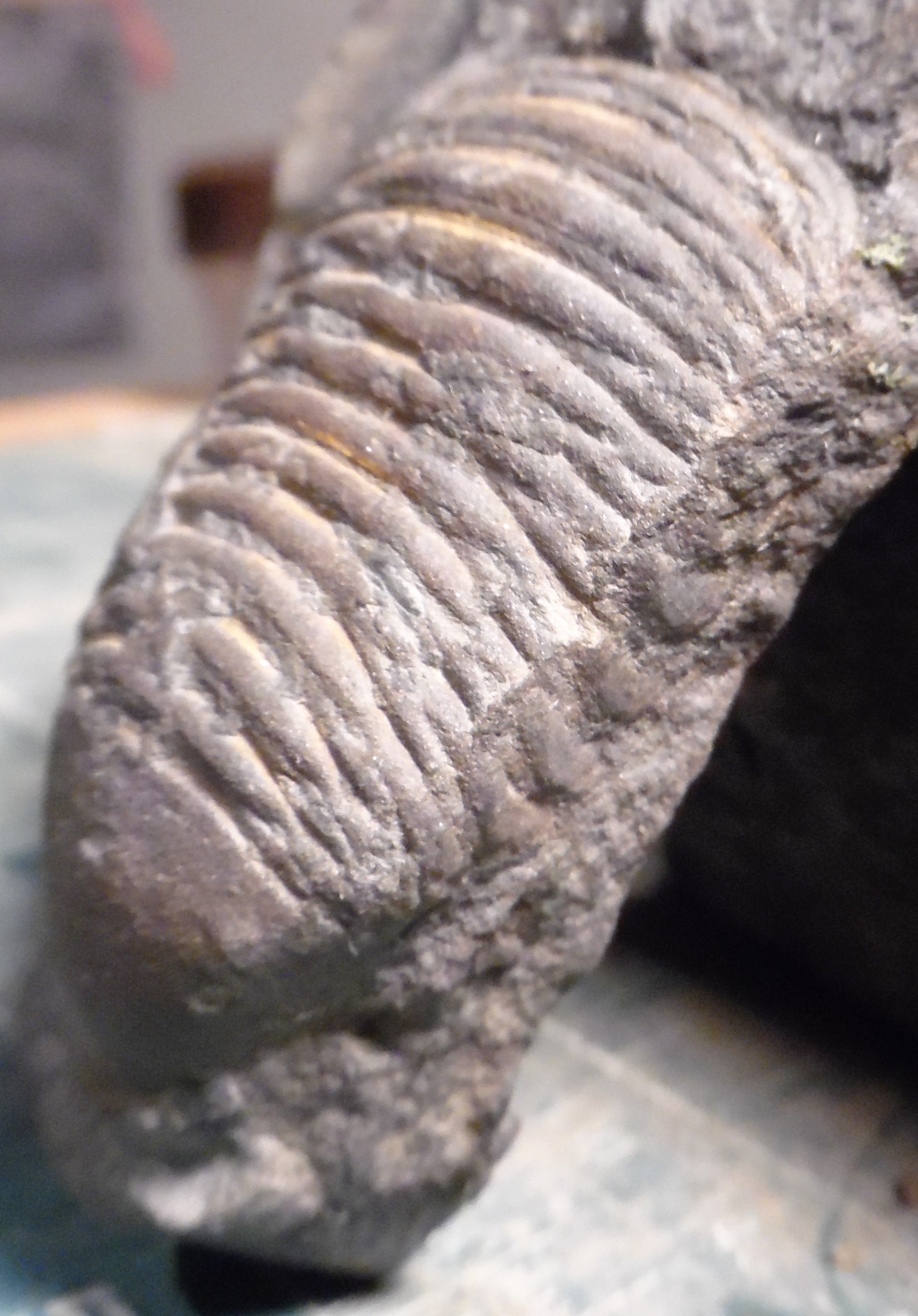 Dipleura dekayi - Trilobites - The Fossil Forum