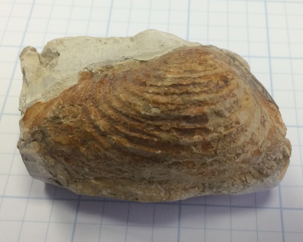 Texas Cretaceous clam - Fossil ID - The Fossil Forum