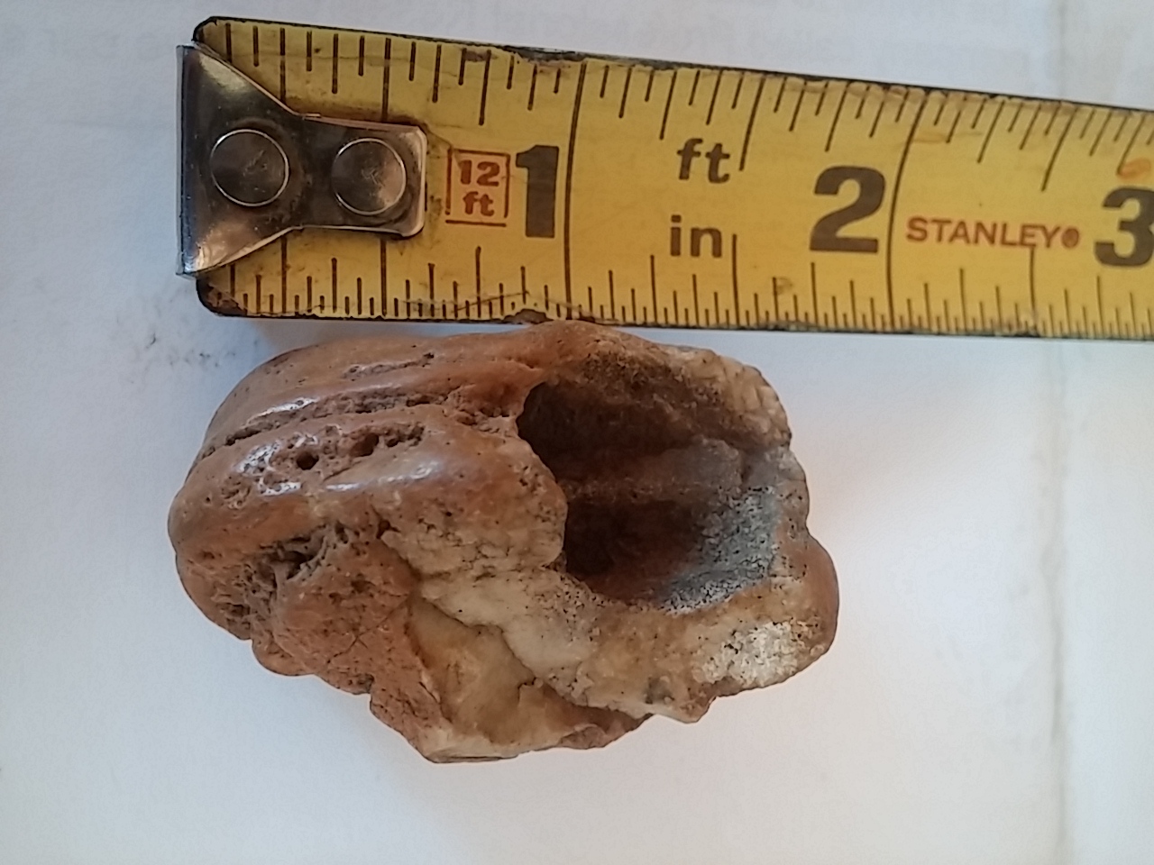 Is it a rock or a petrified walnut - Rocks & Minerals - The Fossil Forum