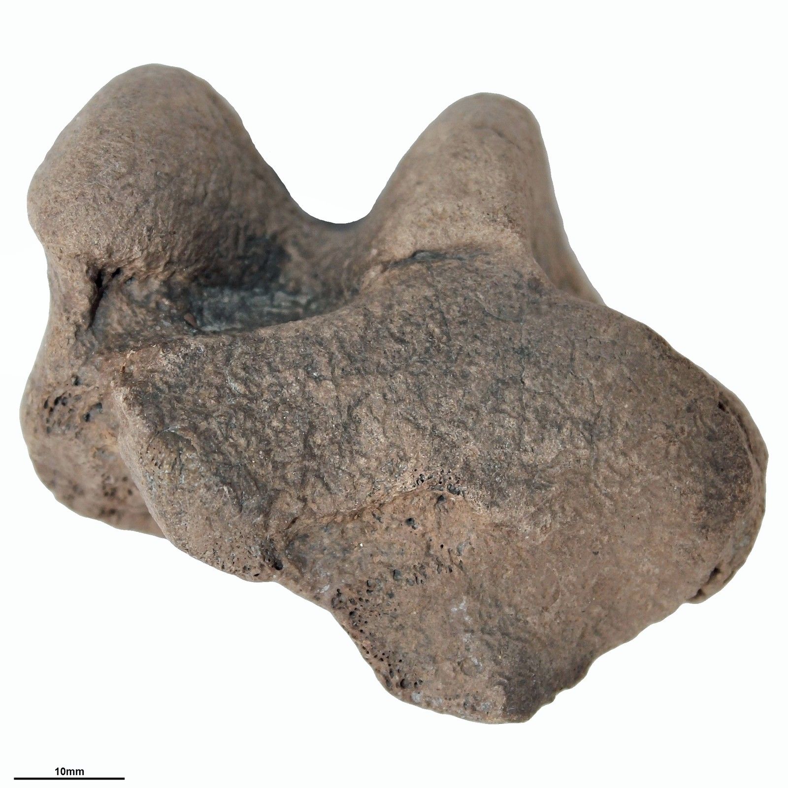 Help to identify 8 fossils - Fossil ID - The Fossil Forum