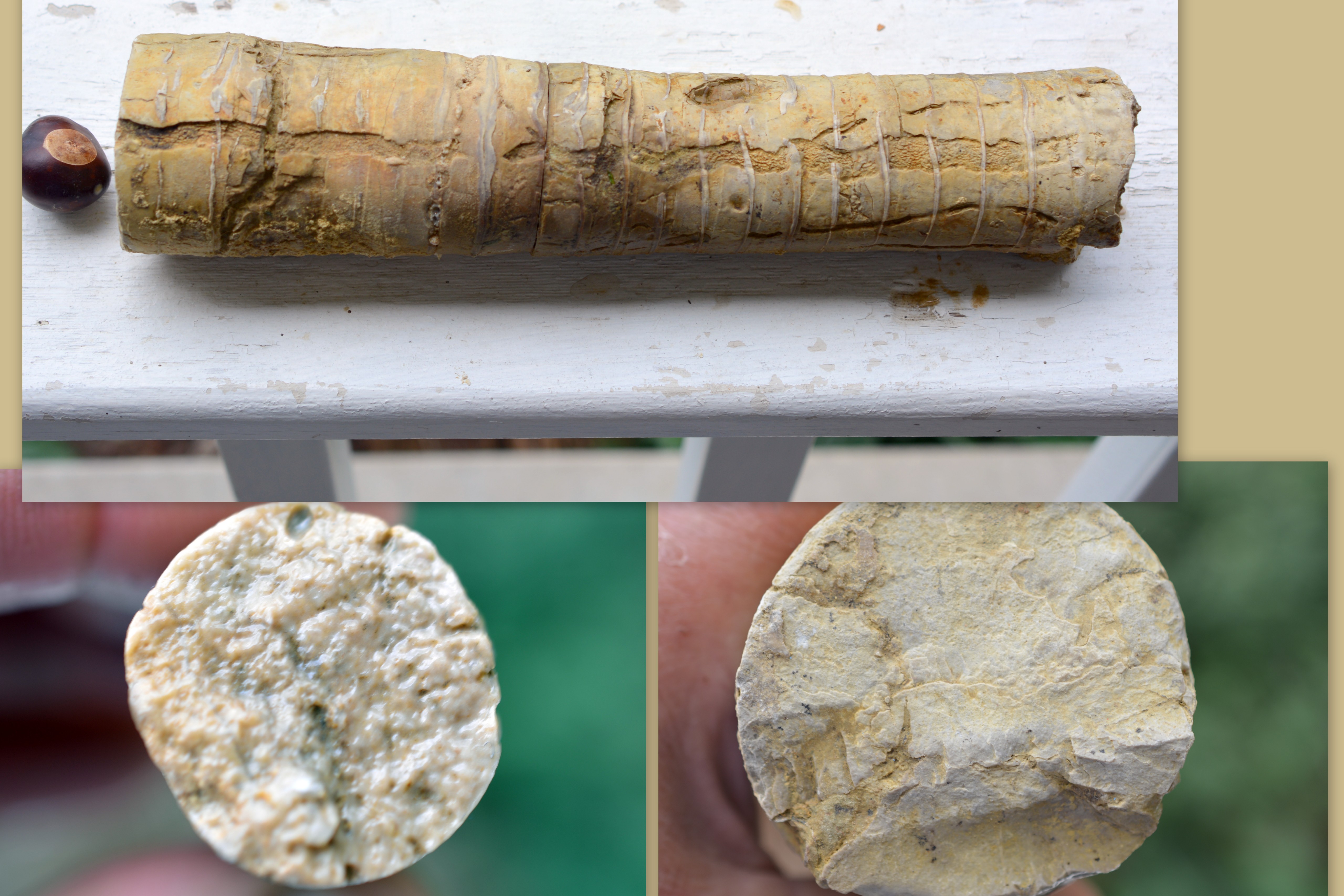 Confused by Orthocone Cephalopods - Fossil ID - The Fossil Forum