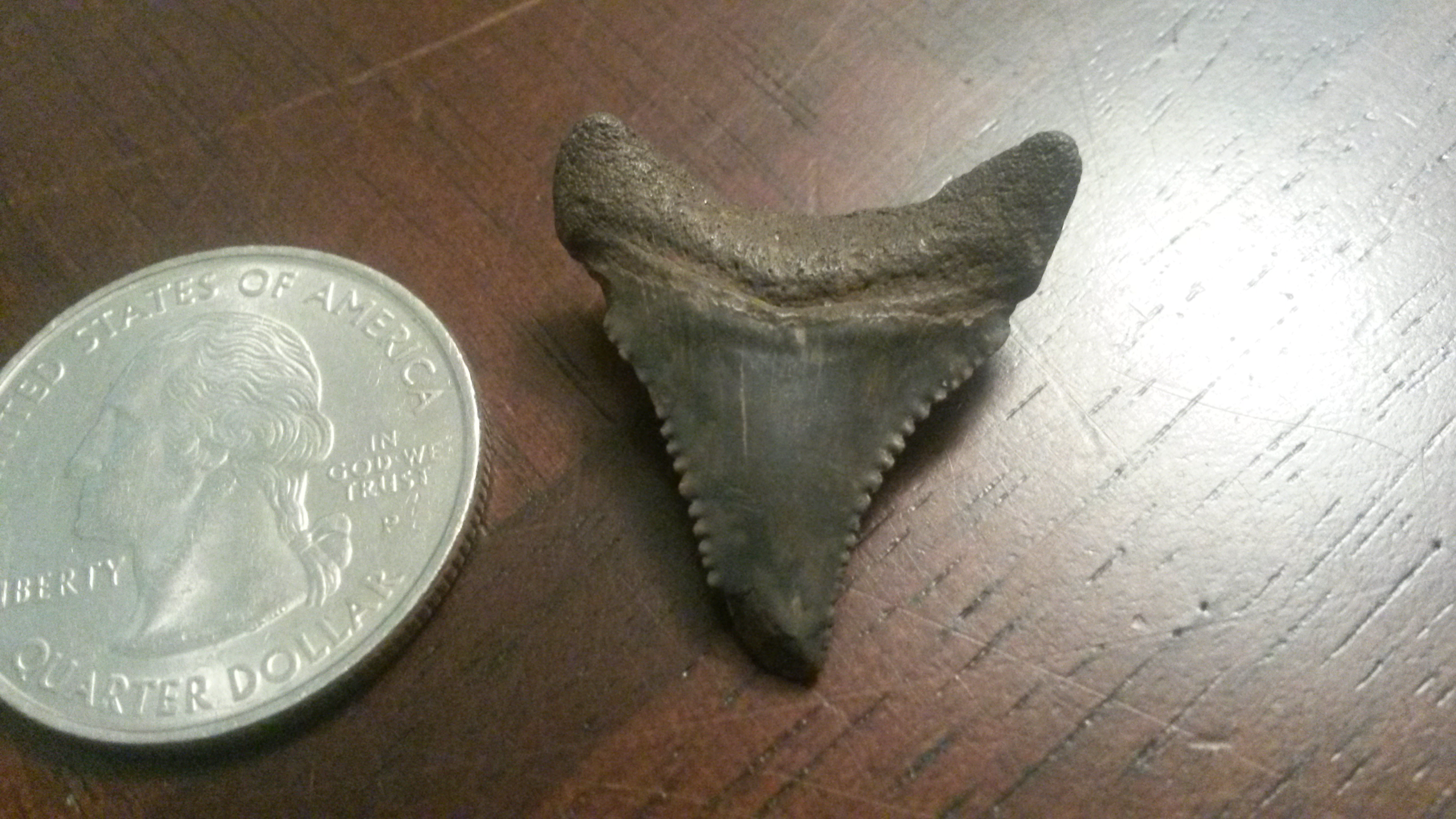 Shark tooth identification needed - Fossil ID - The Fossil Forum