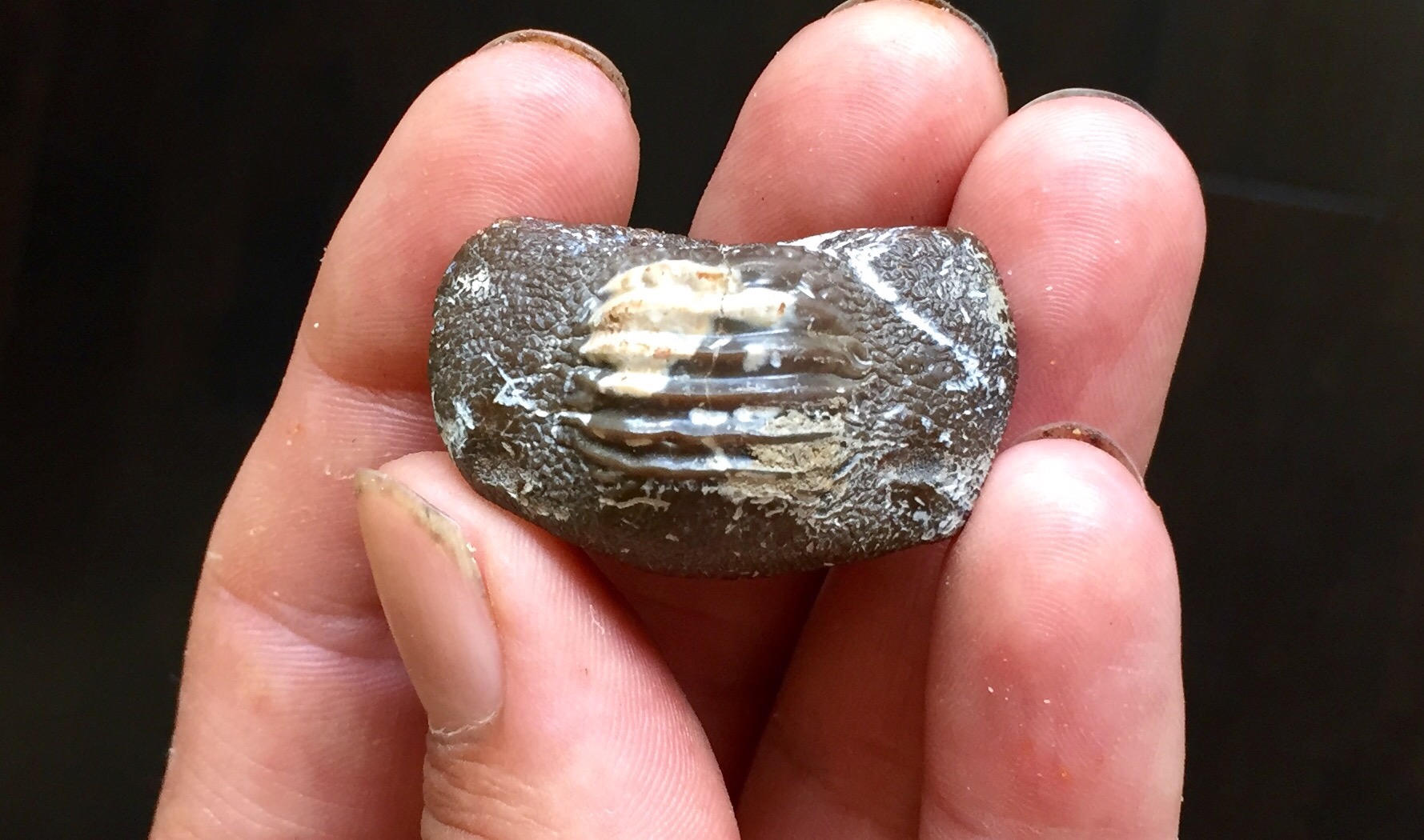 September 2016 Vertebrate Find Of The Month - Fossil of the Month - The ...