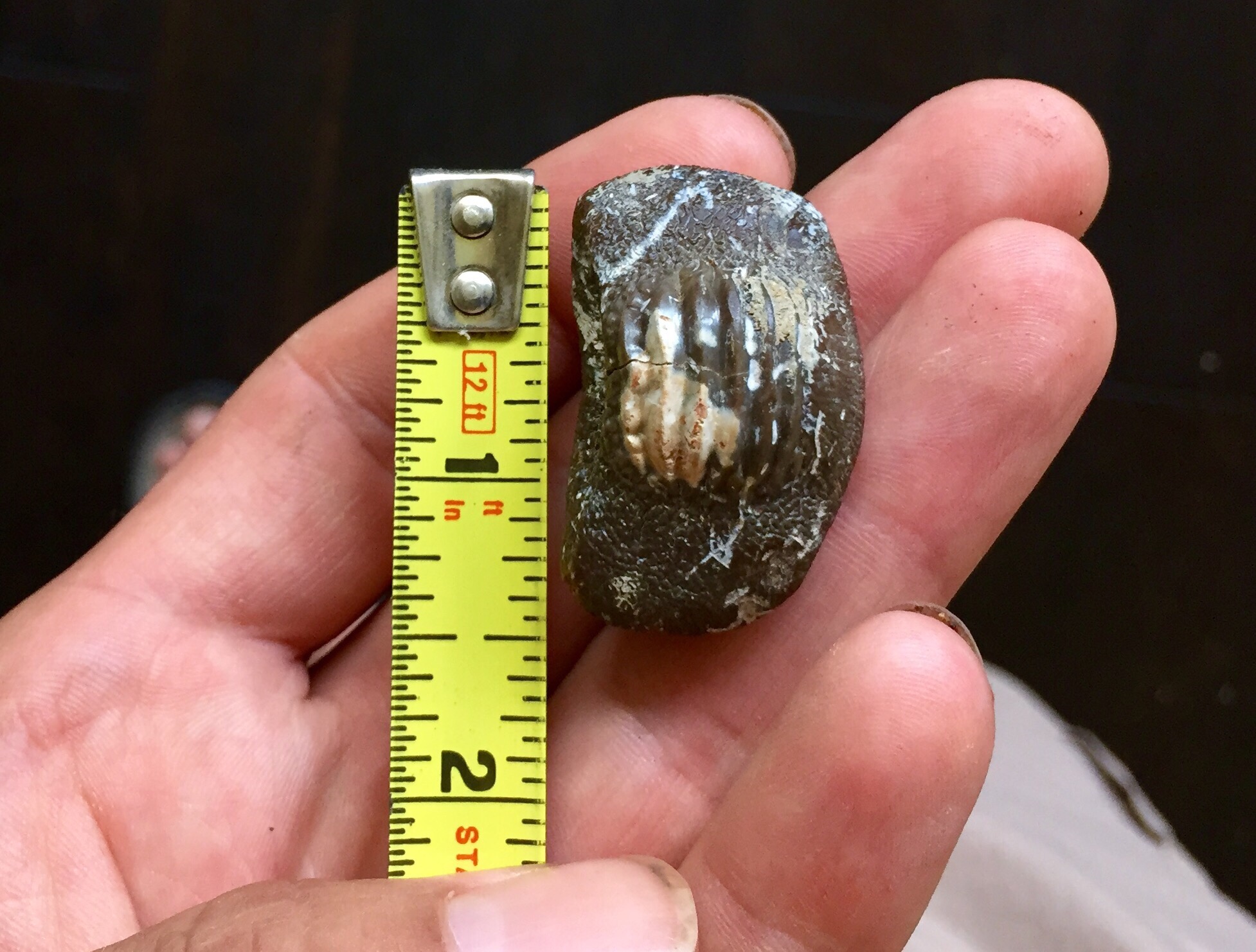 September 2016 Vertebrate Find Of The Month - Fossil of the Month - The ...