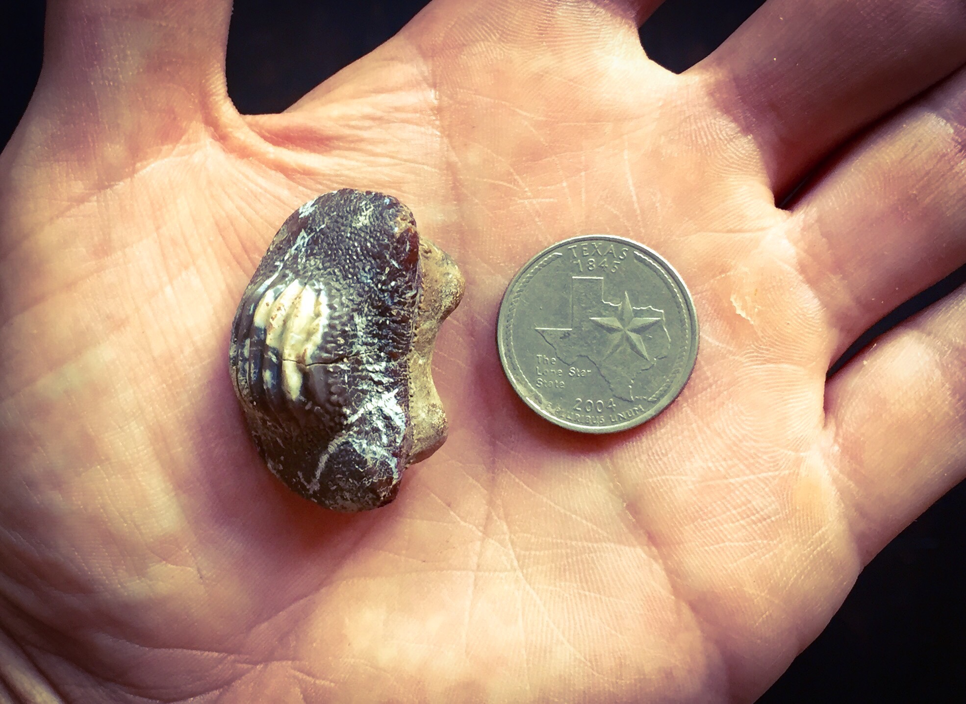 September 2016 Vertebrate Find Of The Month - Fossil of the Month - The ...