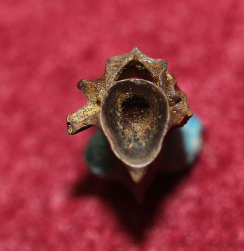 September 2016 Vertebrate Find Of The Month - Fossil of the Month - The ...