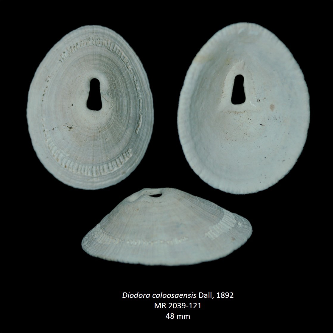 Diodora caloosaensis - Gastropods - The Fossil Forum