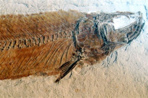 Allothrissops salmoneus de Blainville, 1818 - Fishes - The Fossil Forum