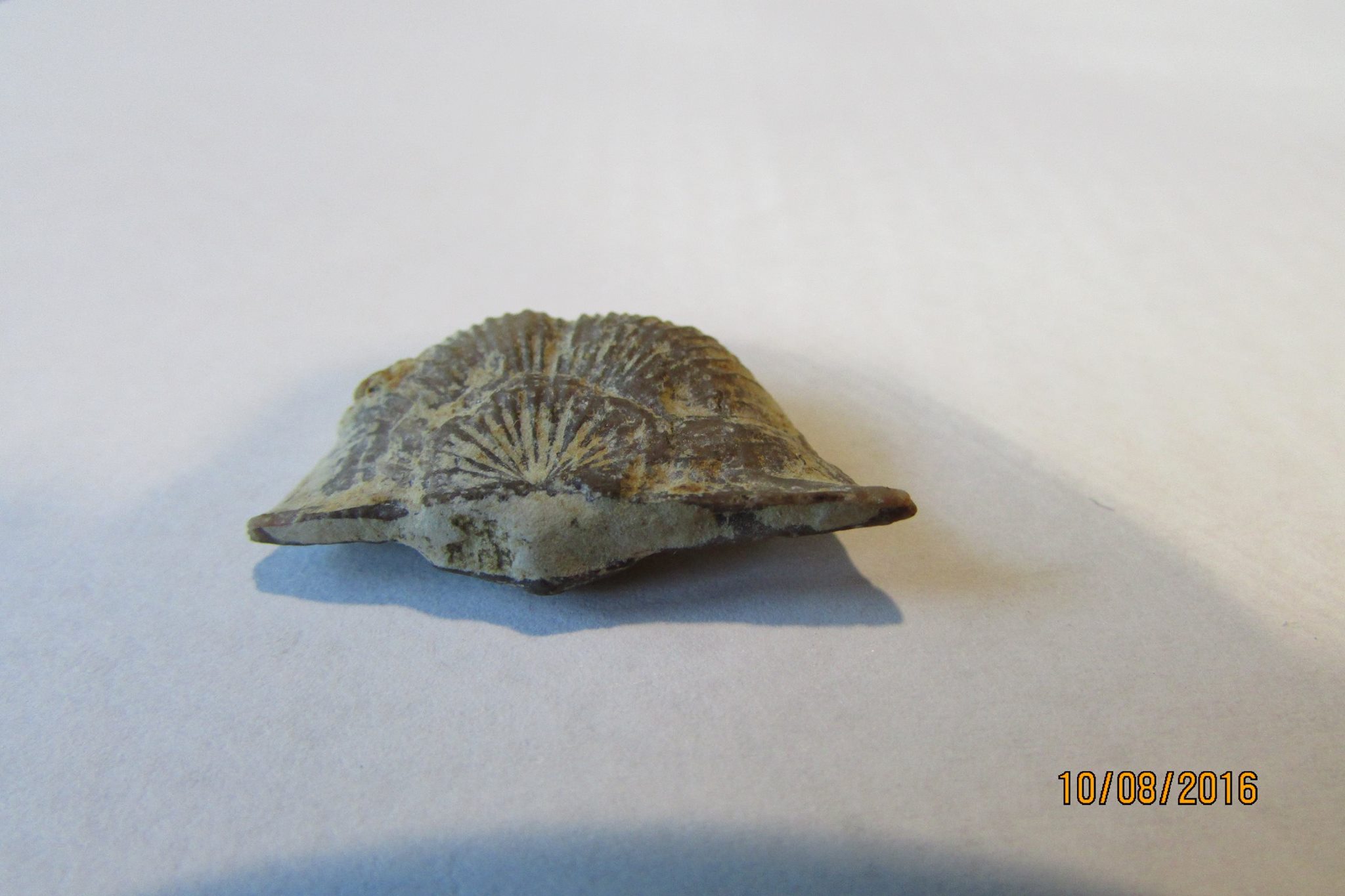 What is this fossil? - Fossil ID - The Fossil Forum