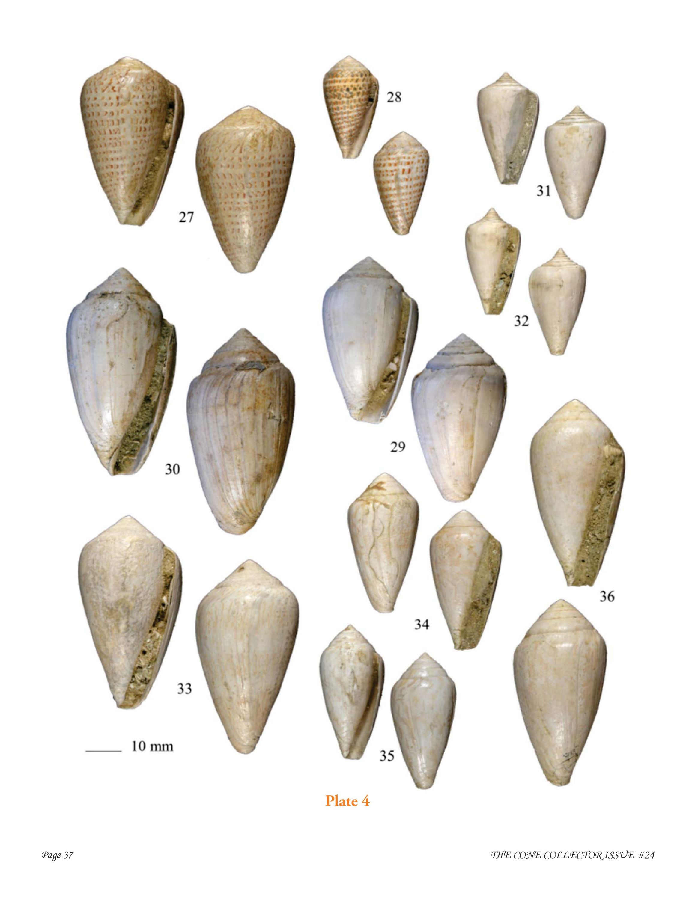 Conus? - Fossil ID - The Fossil Forum