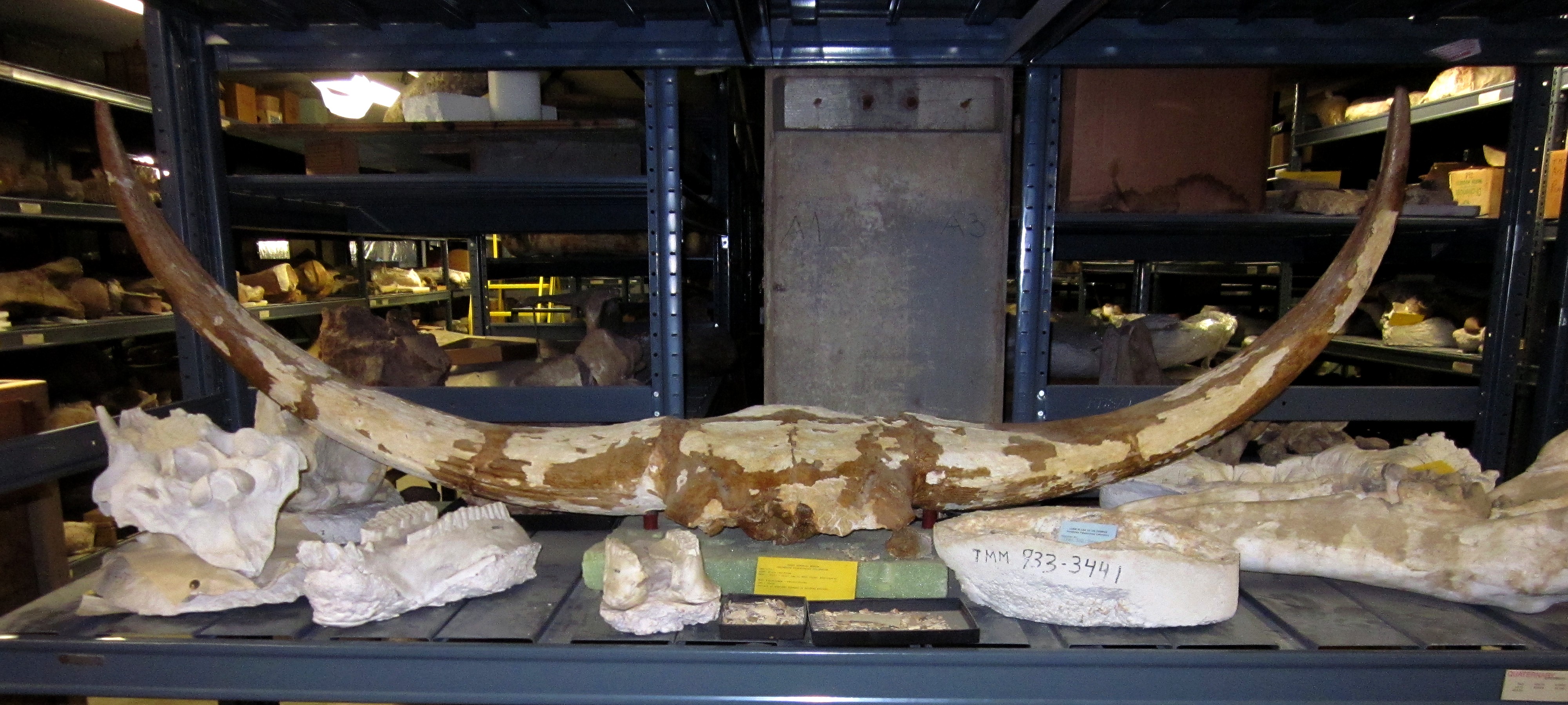 huge horn core - Fossil ID - The Fossil Forum