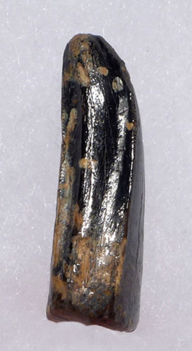 Mystery Lance Formation Tooth - Fossil ID - The Fossil Forum