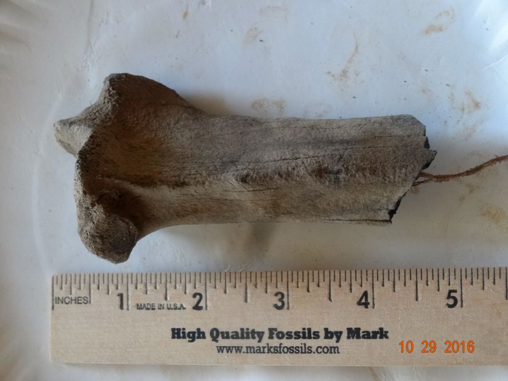 Whale Bone????? - Fossil ID - The Fossil Forum