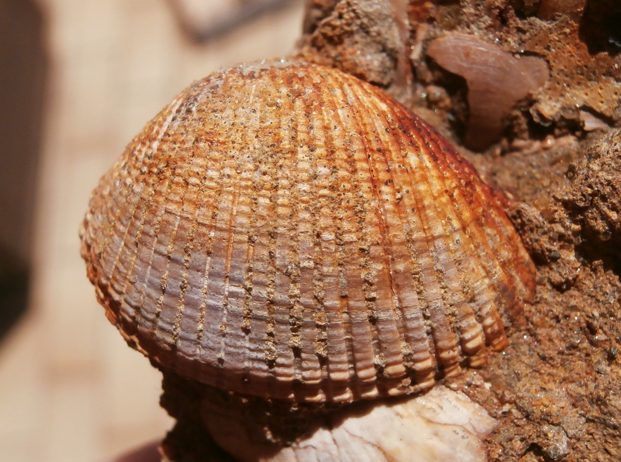 Anadara diluvii ?? - Styrian Basin of Austria - Miocene, Badenium (ca ...