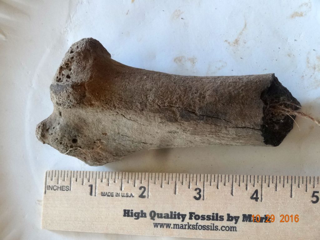 Whale Bone????? - Fossil ID - The Fossil Forum