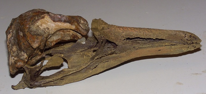 Penguin palaeo-prosthesis - Paleo Re-creations - The Fossil Forum