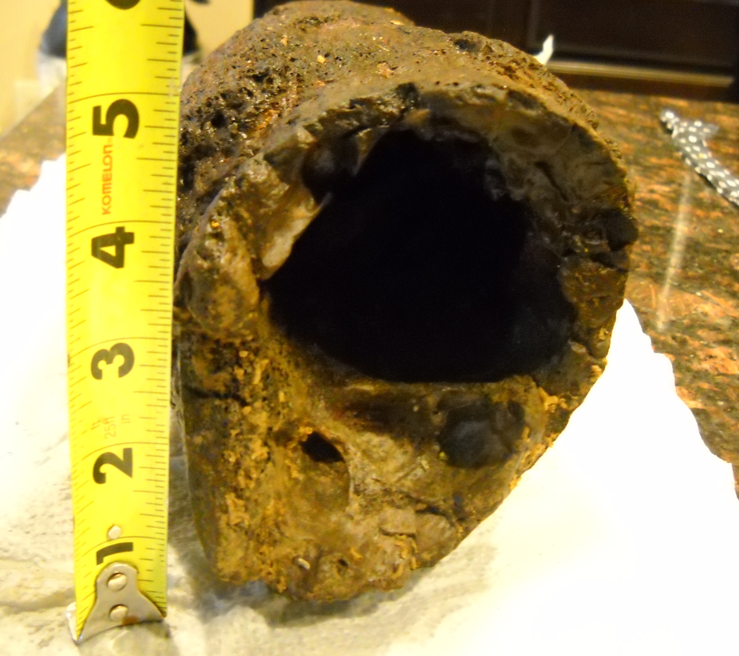 huge horn core - Fossil ID - The Fossil Forum