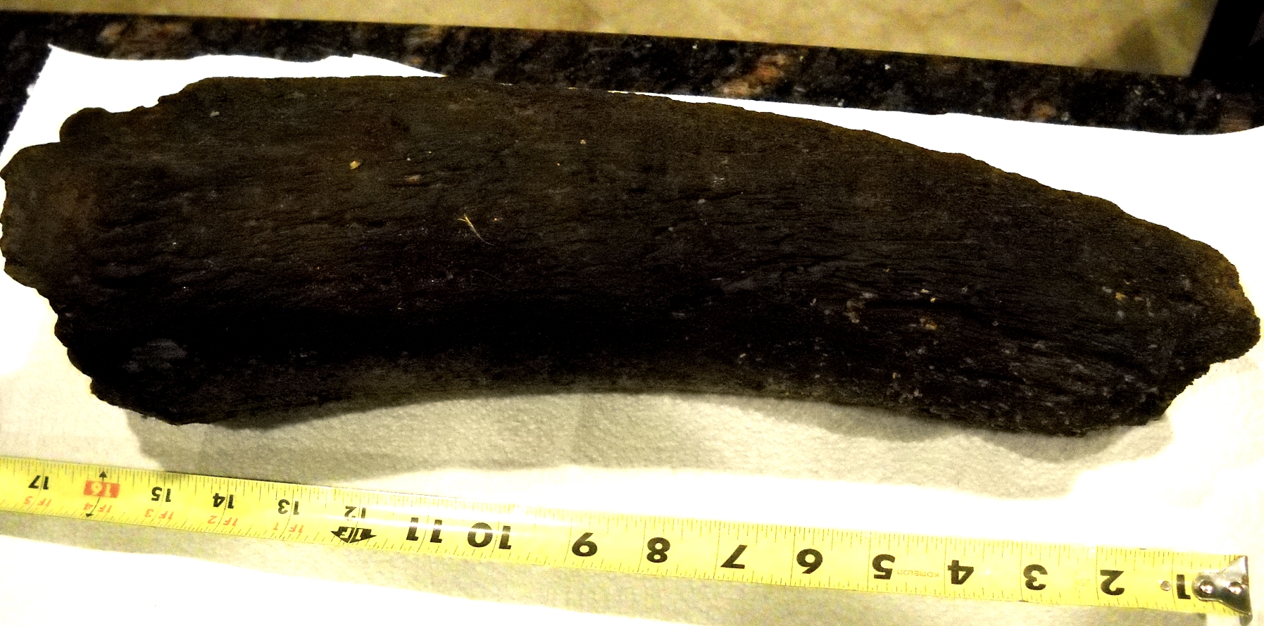 huge horn core - Fossil ID - The Fossil Forum