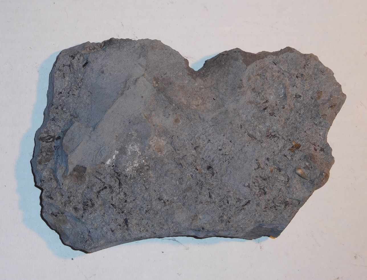 A tooth ? - Fossil ID - The Fossil Forum