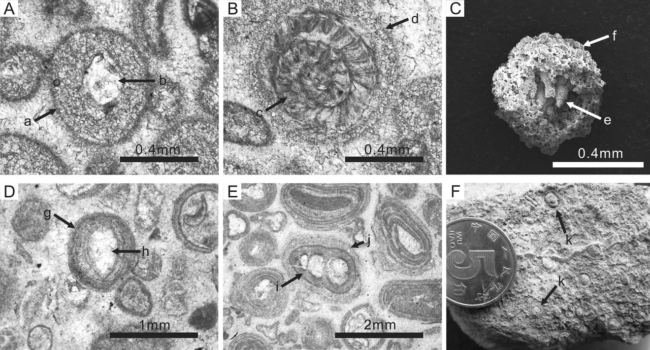 Agnathan scale ? - Fossil ID - The Fossil Forum