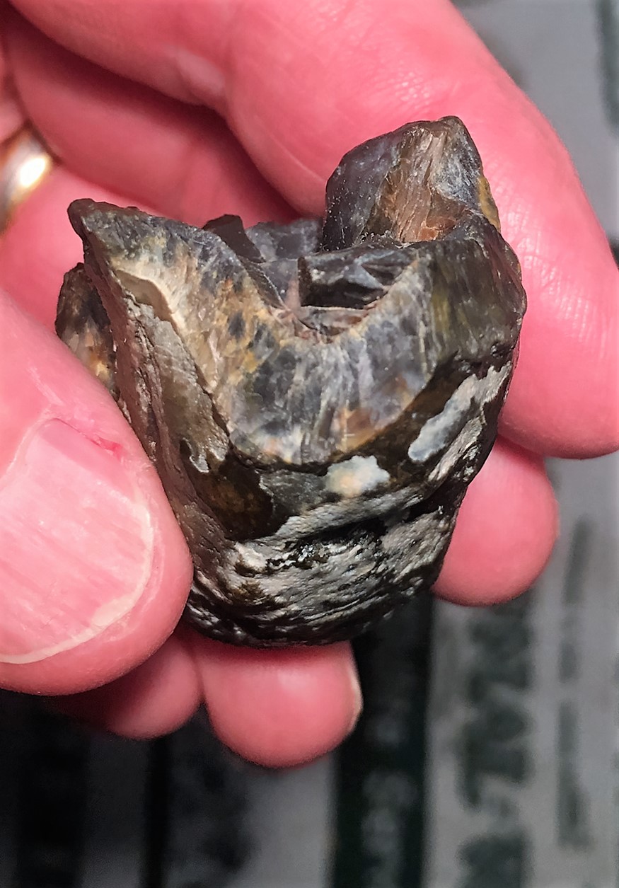 A bone from Bone Valley - Fossil ID - The Fossil Forum