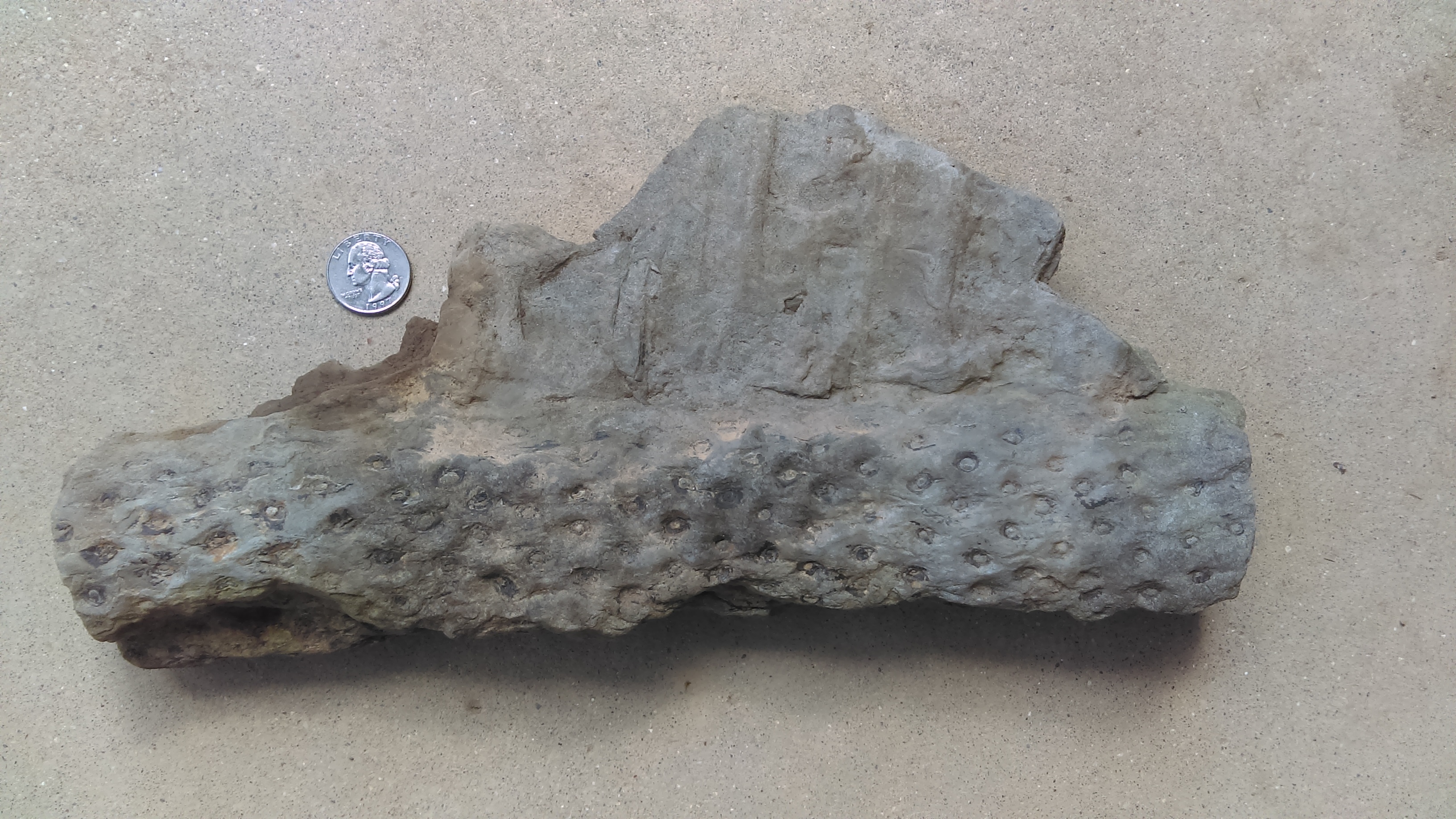 Stigmaria Ficoides - Fossil ID - The Fossil Forum