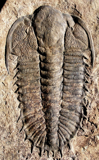 weeks Cambrian Utah - Fossil ID - The Fossil Forum