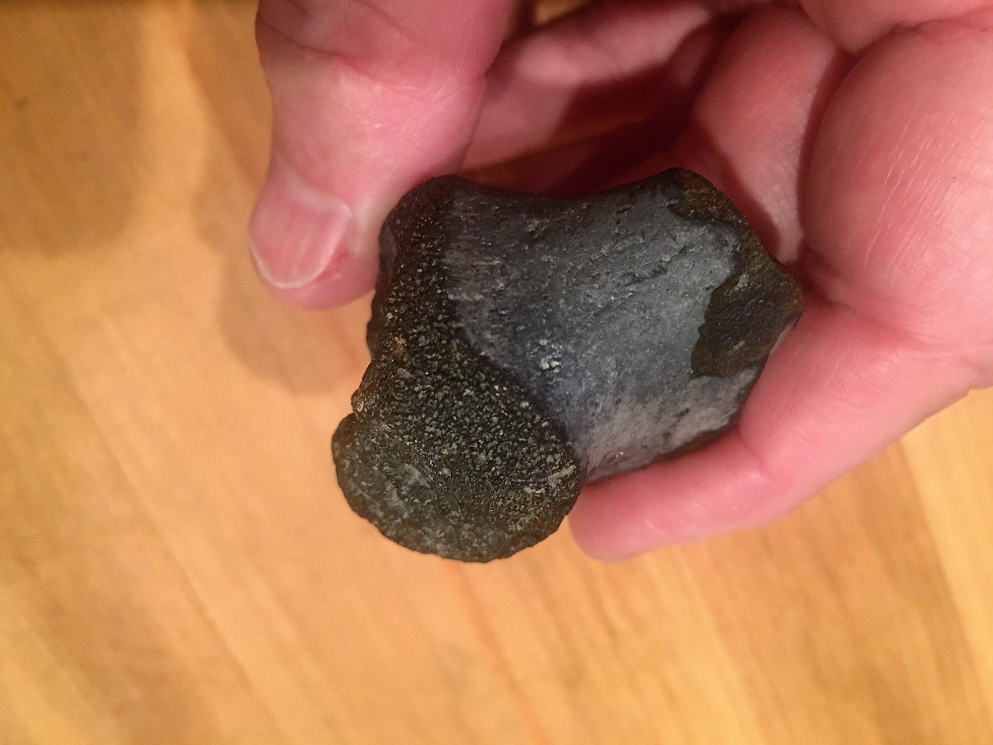 A bone from Bone Valley - Fossil ID - The Fossil Forum