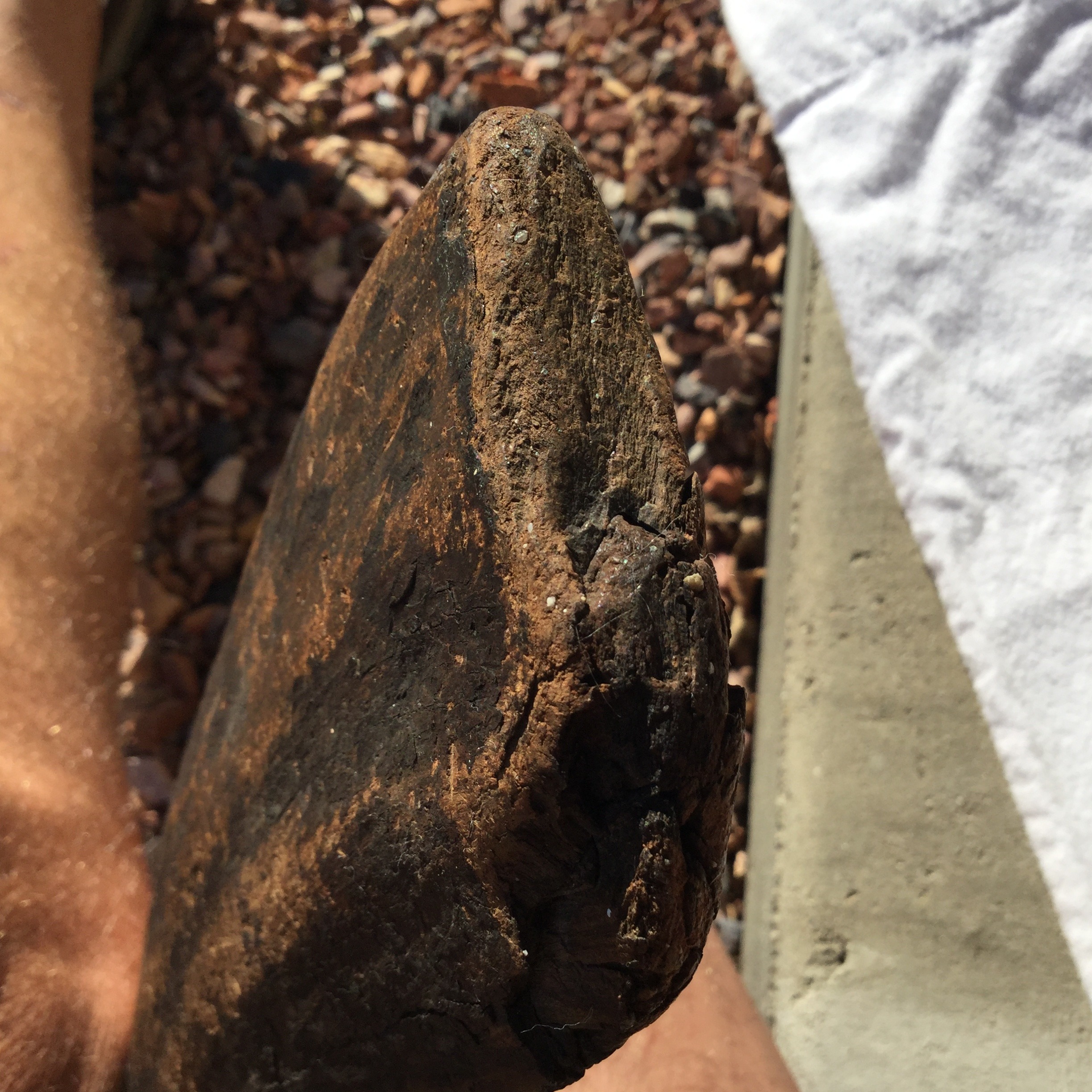 Looking for identification - Fossil ID - The Fossil Forum