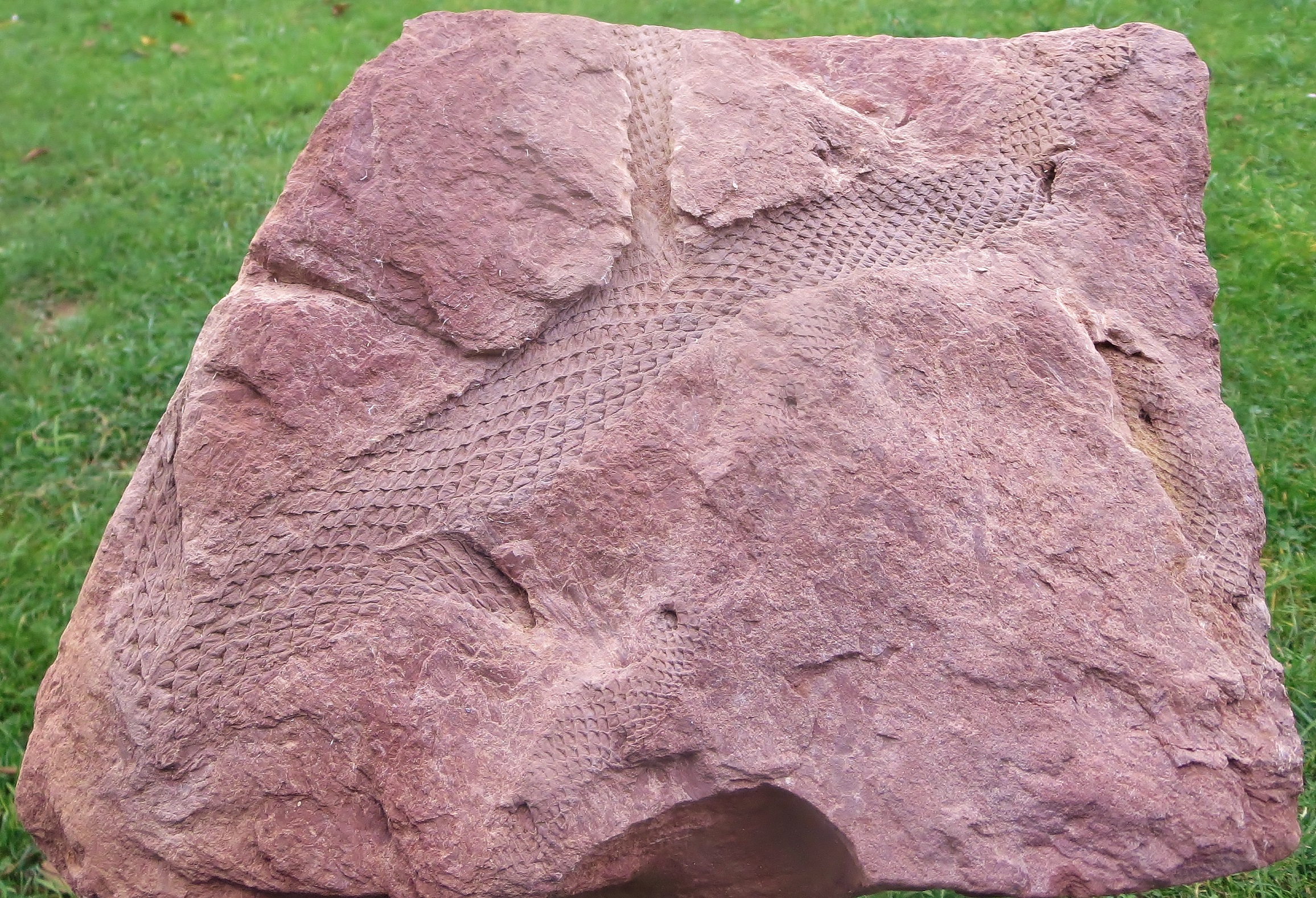 October 2016 Finds Of The Month - Fossil of the Month - The Fossil Forum