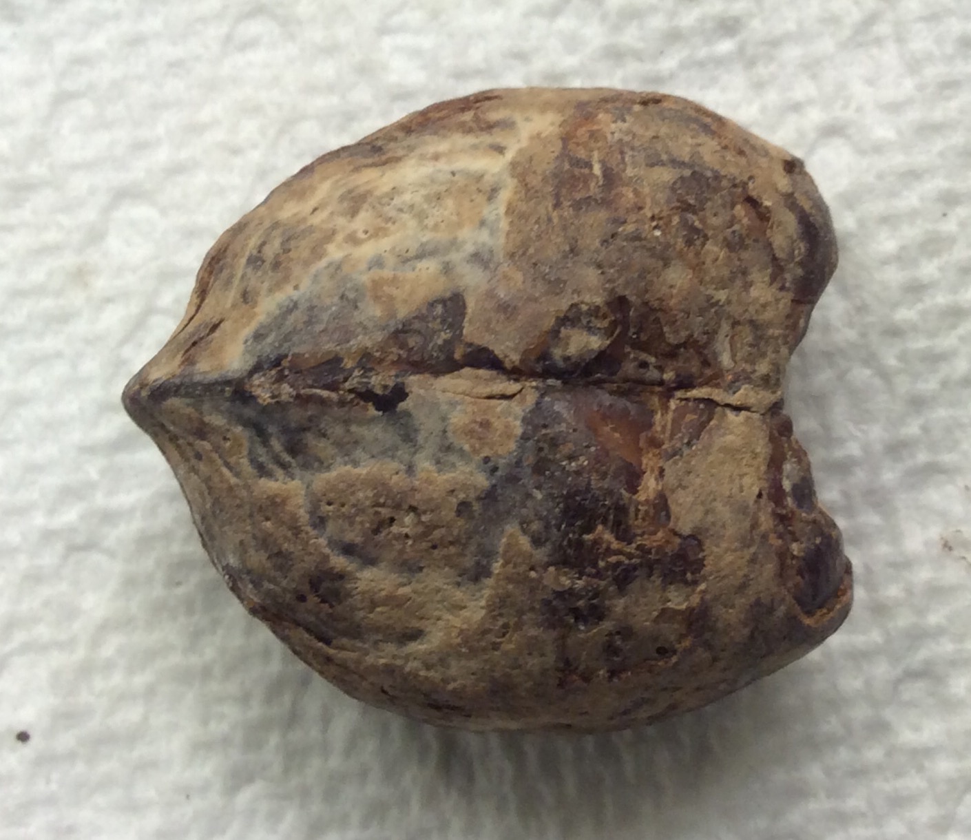 Fossilized Nut? - Fossil ID - The Fossil Forum