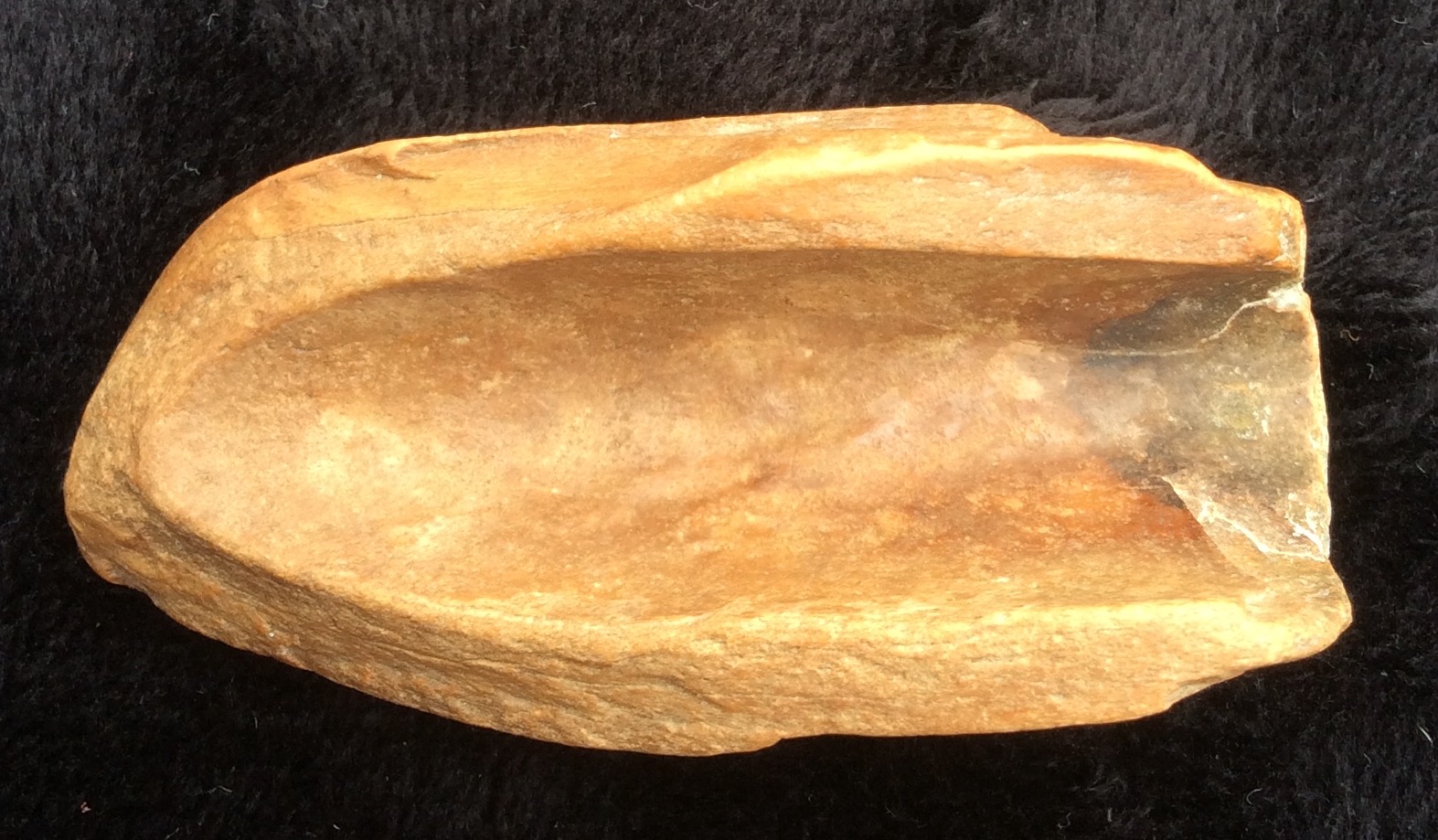Petrified wood bone fragments identification - Fossil ID - The Fossil Forum