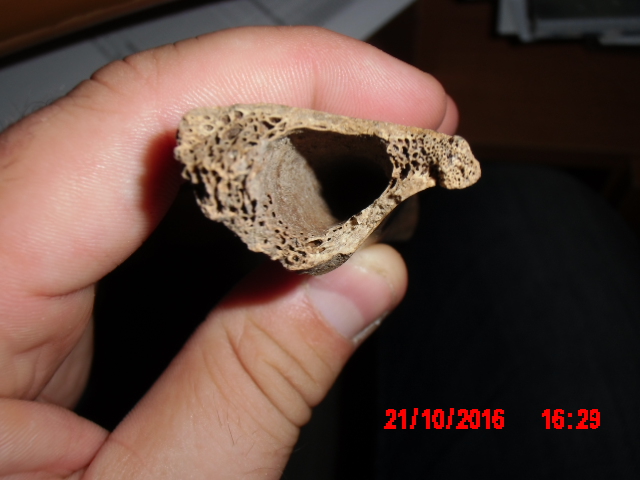 Bird bone - Fossil ID - The Fossil Forum
