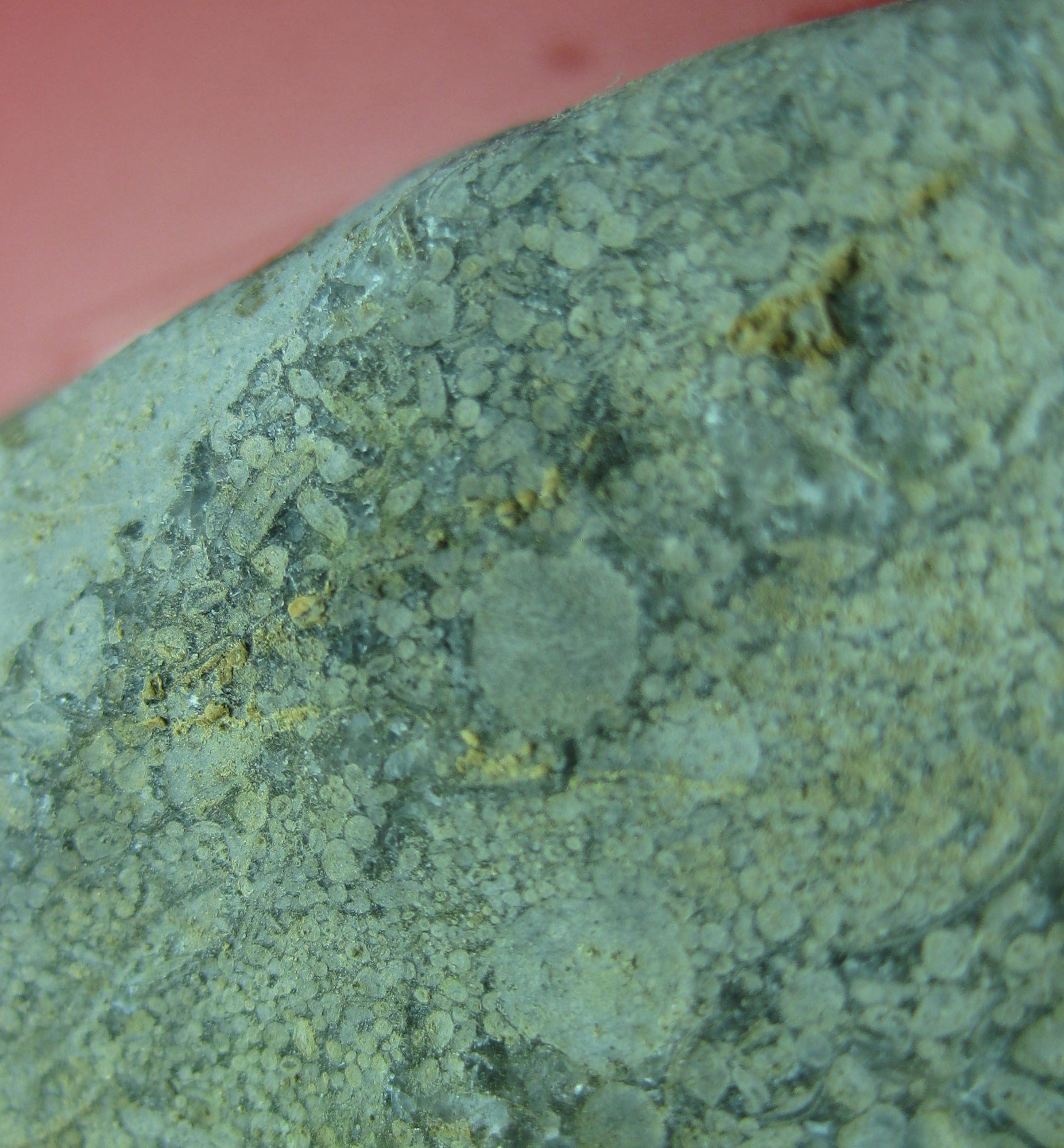 Agnathan scale ? - Fossil ID - The Fossil Forum