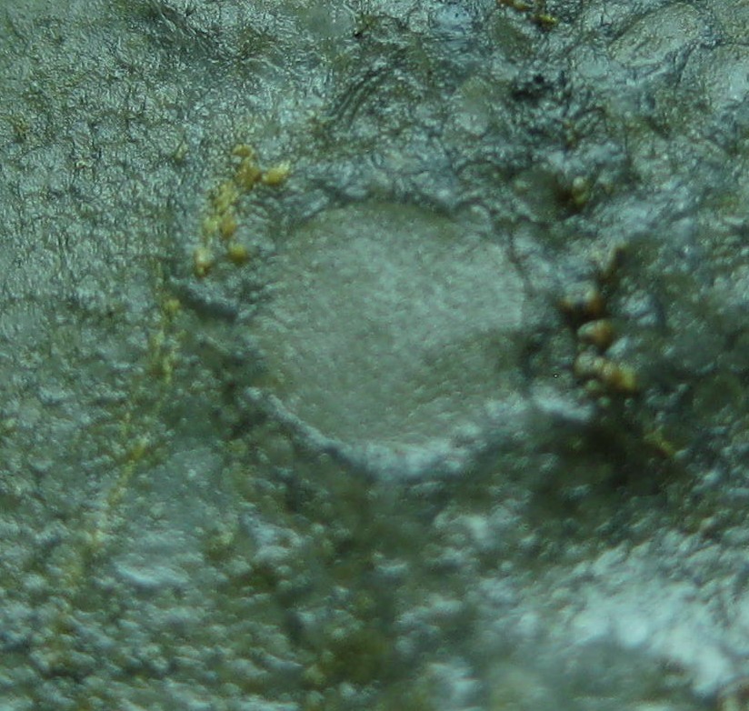 Agnathan scale ? - Fossil ID - The Fossil Forum