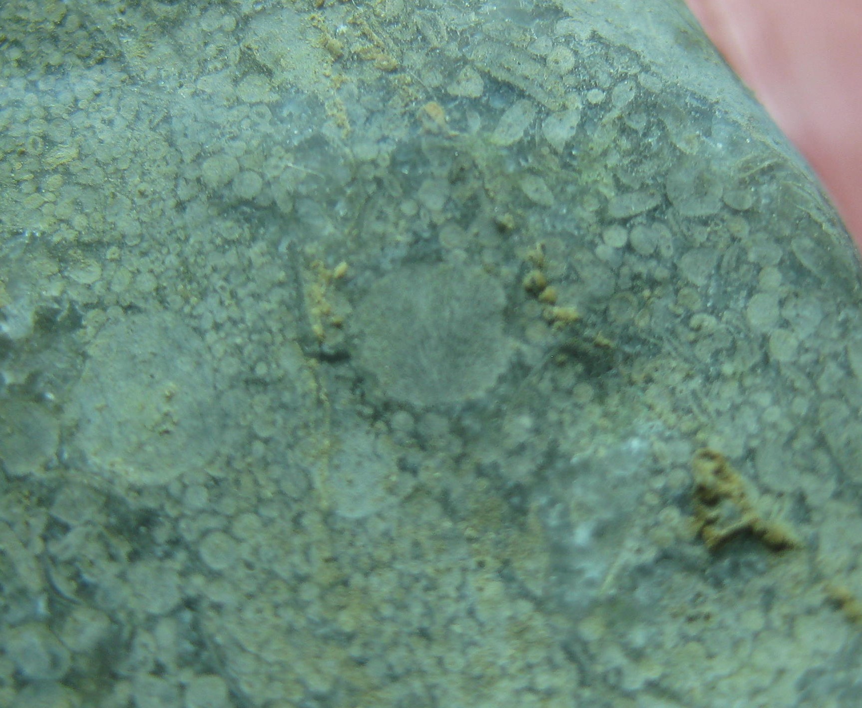 Agnathan scale ? - Fossil ID - The Fossil Forum