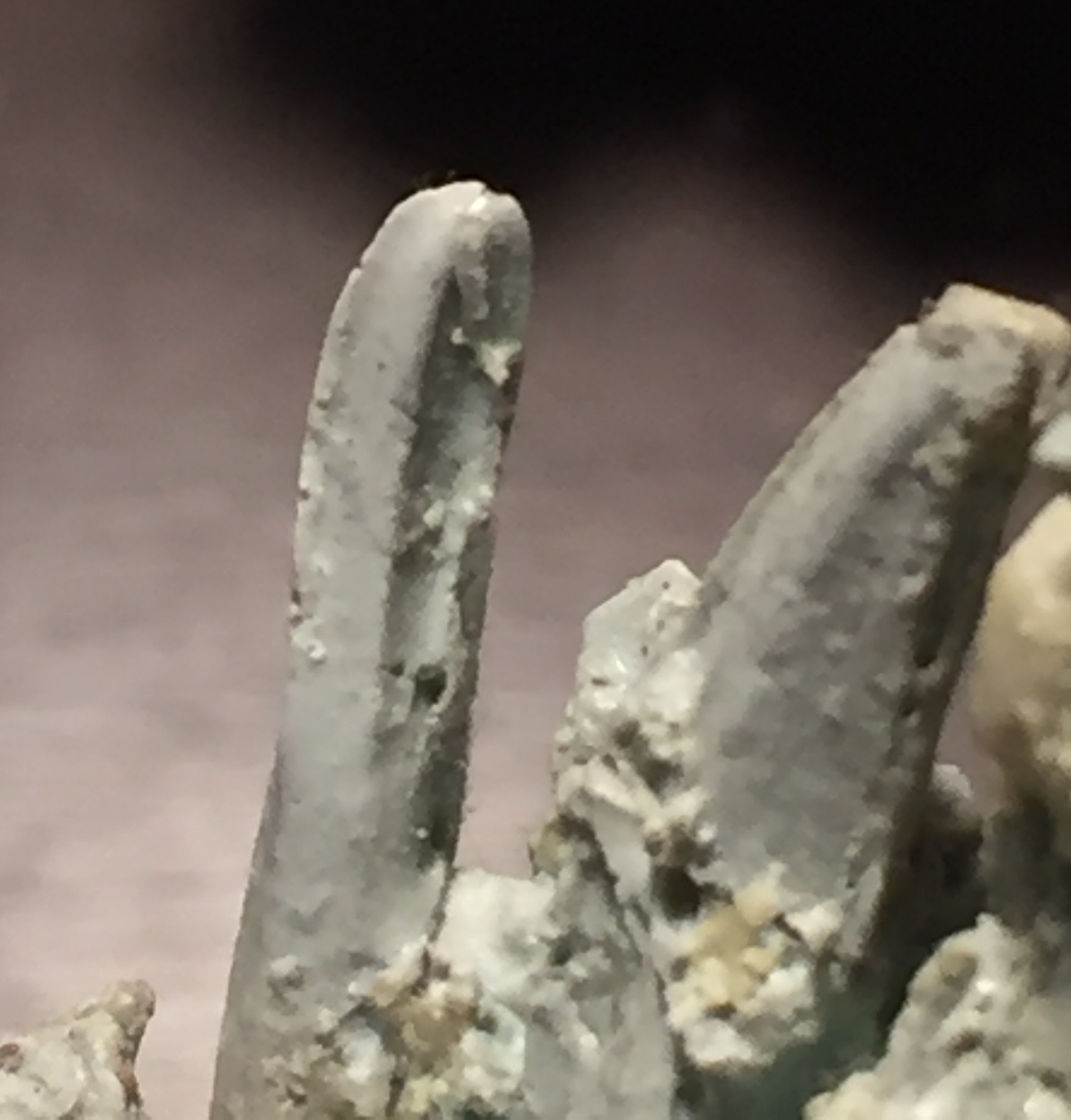 Mystery Lance Formation Tooth - Fossil ID - The Fossil Forum