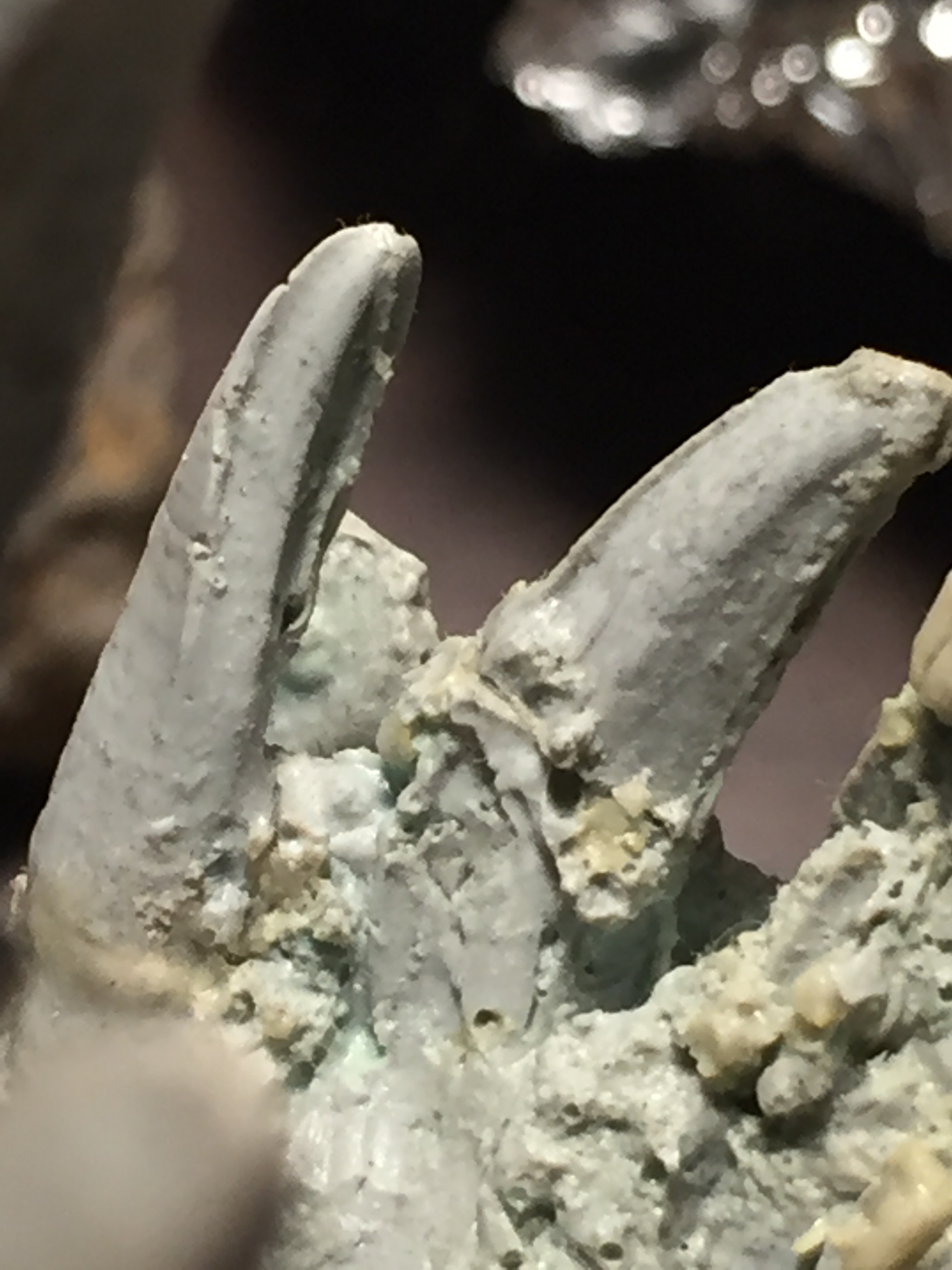 Mystery Lance Formation Tooth - Fossil ID - The Fossil Forum