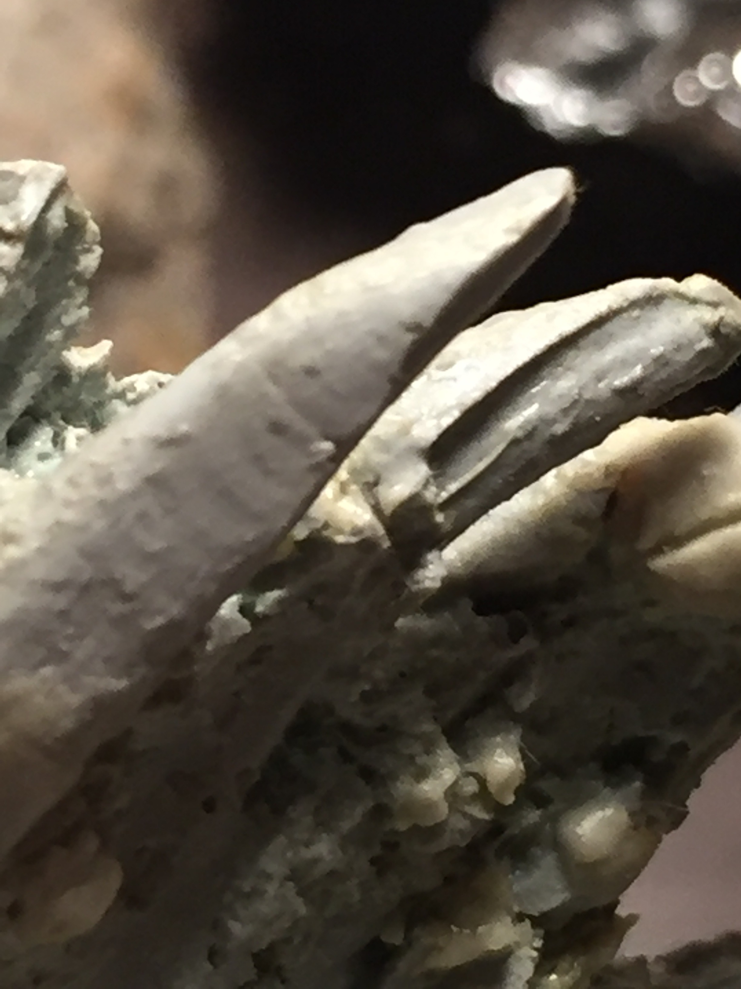 Mystery Lance Formation Tooth - Fossil ID - The Fossil Forum