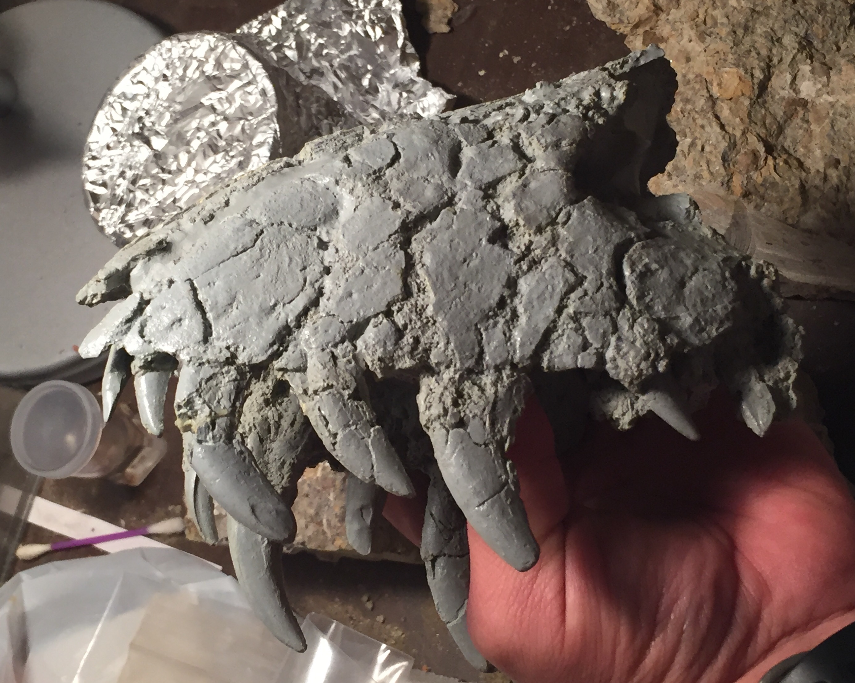 Mystery Lance Formation Tooth - Fossil ID - The Fossil Forum
