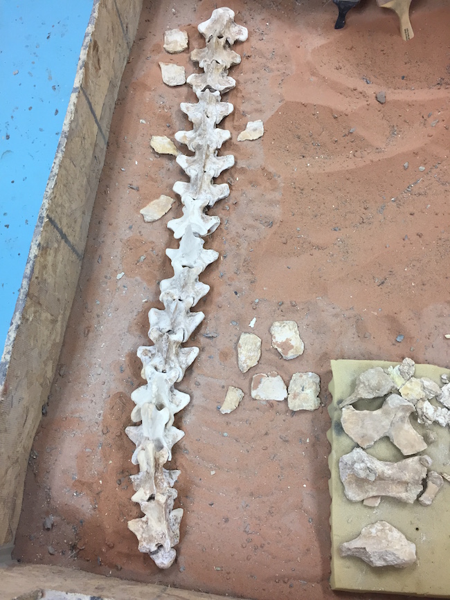 Halisaur skeleton venturing to Europe - General Fossil Discussion - The ...