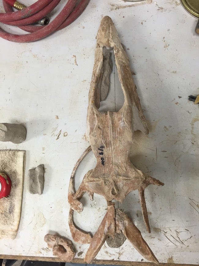 Halisaur skeleton venturing to Europe - General Fossil Discussion - The ...