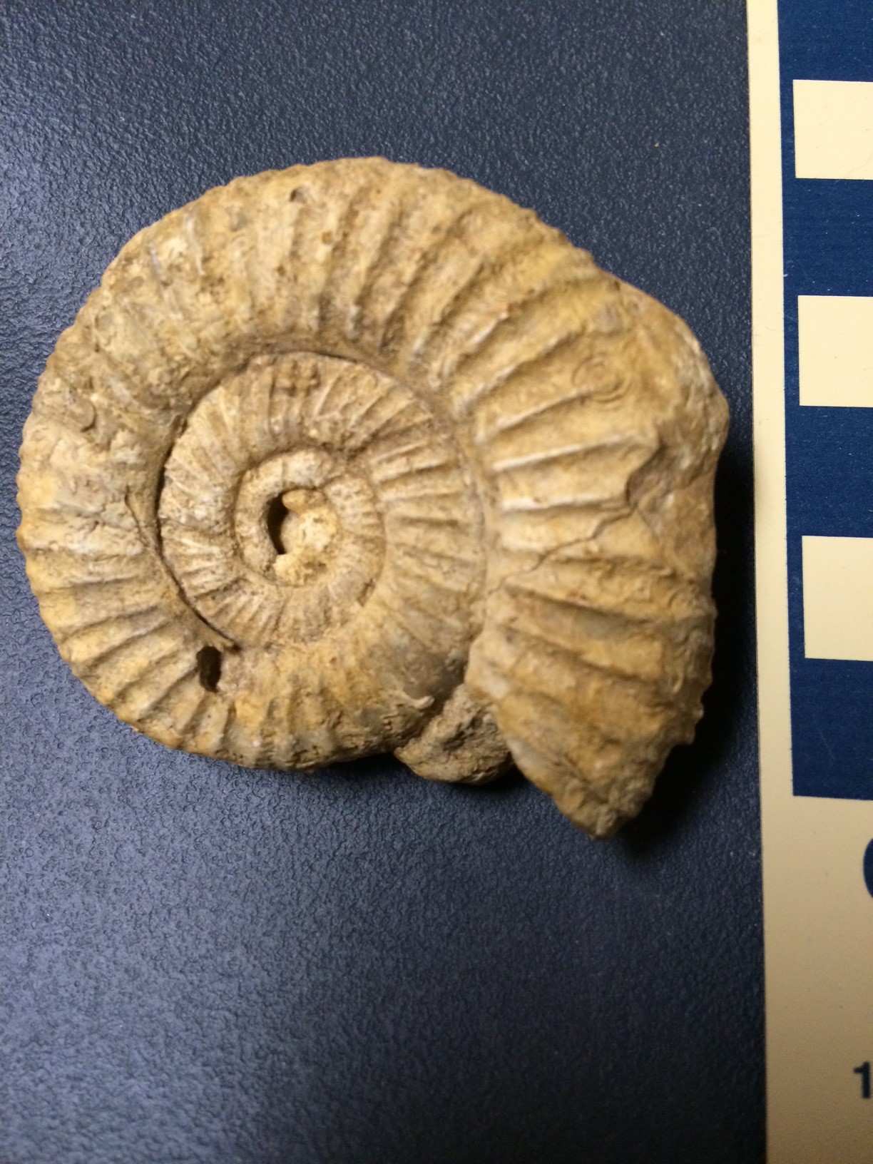 Ammonite ID - Fossil ID - The Fossil Forum